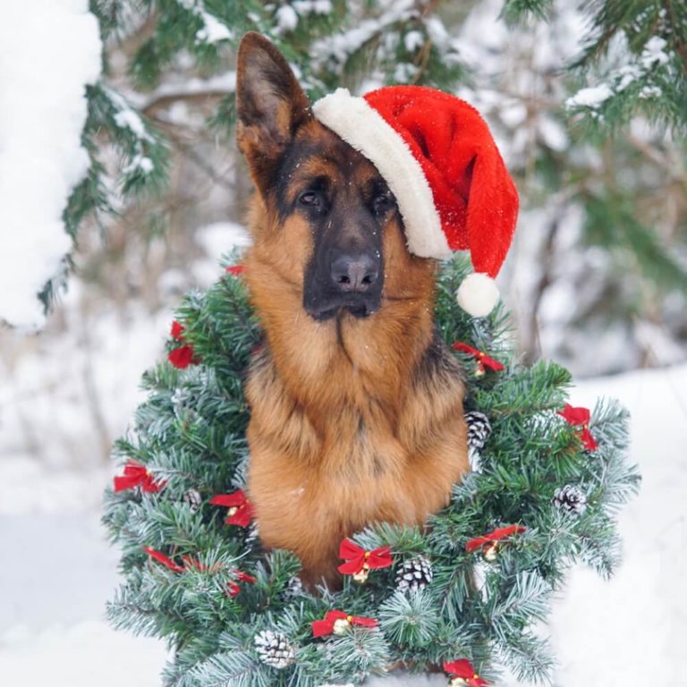 How Cold Is Too Cold For German Shepherd: 8 Rules For Winter