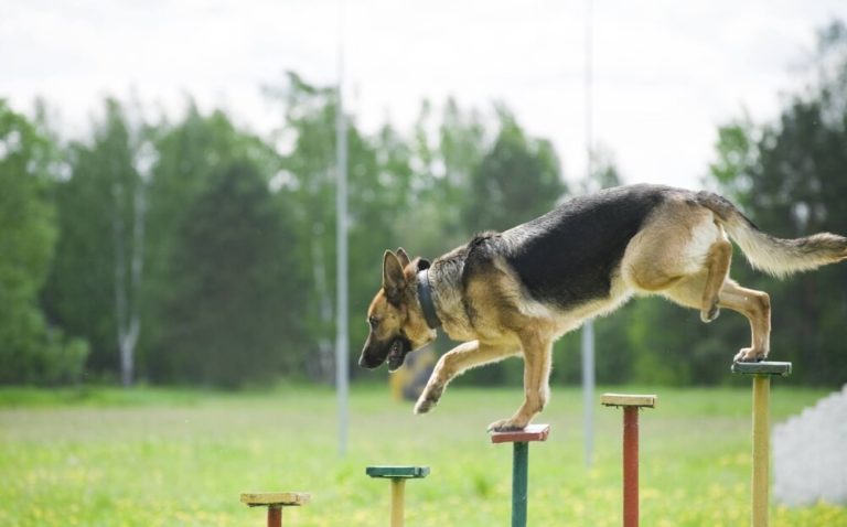 How To Make German Shepherd Back Legs Stronger: Keep 10 Tips