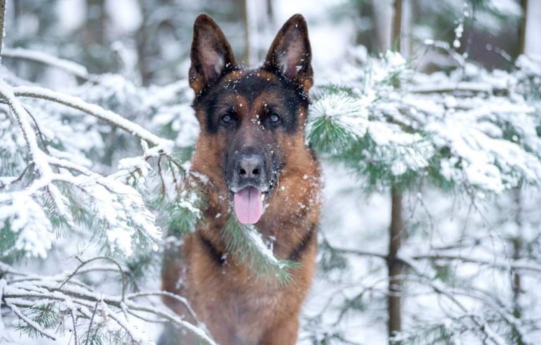 How Cold Is Too Cold For German Shepherd: 8 Rules For Winter