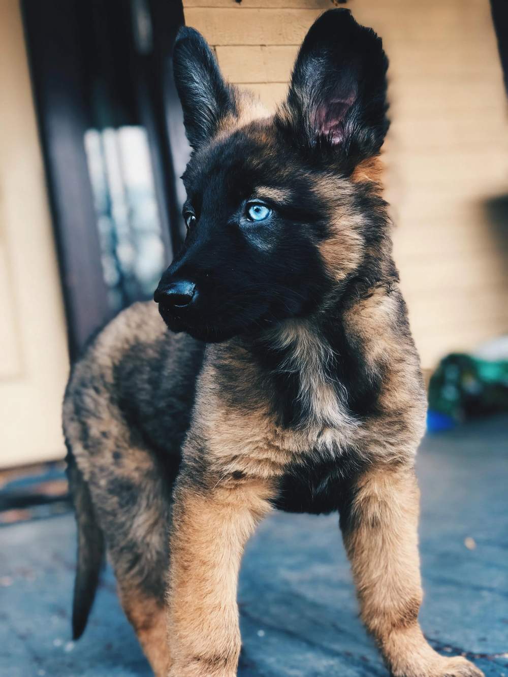 German Shepherd Puppies With Blue Eyes: General & Features