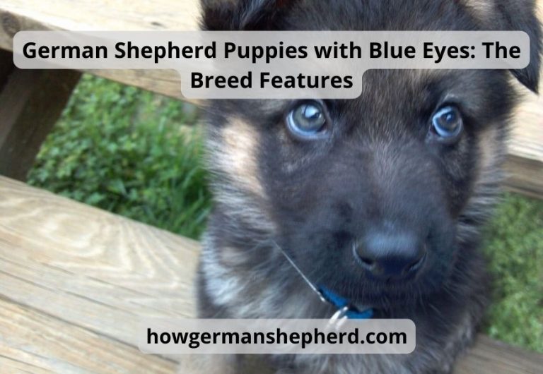 German Shepherd Puppies With Blue Eyes: General & Features