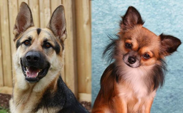 German Shepherd Chihuahua Mix Puppies : 10 Photo Marvel