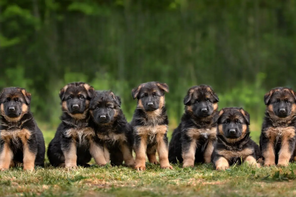 How To Socialize A German Shepherd Puppy : 7 Easy Ways!