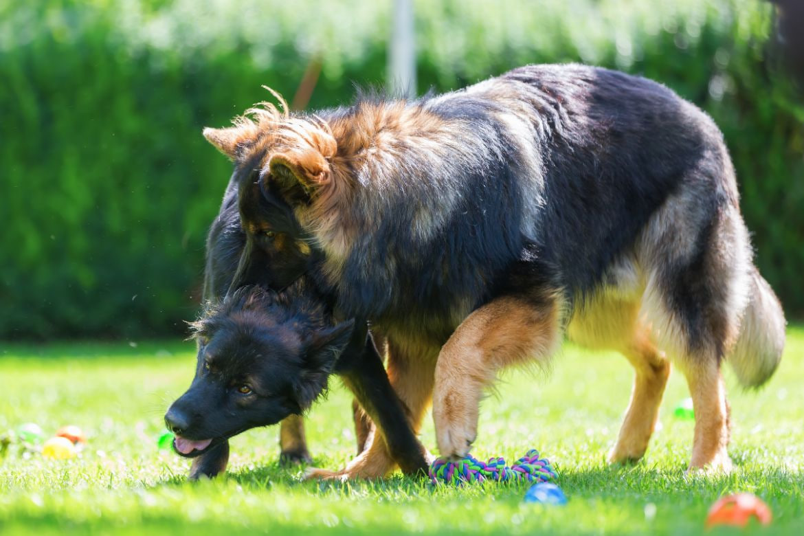 How To Socialize A German Shepherd Puppy : 7 Easy Ways!