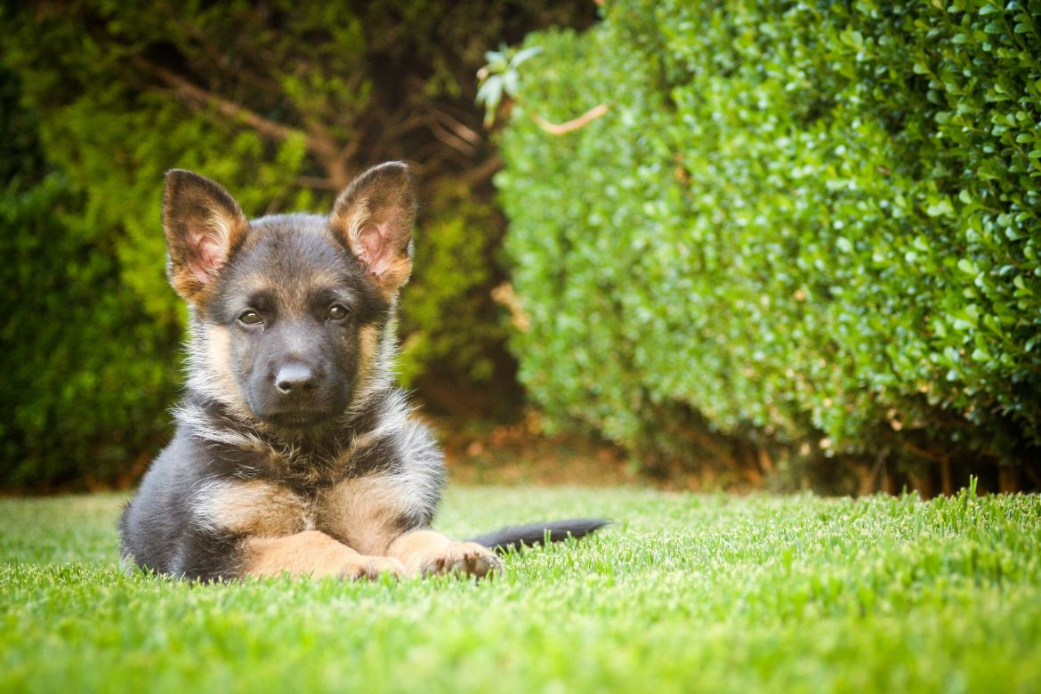 German Shepherd Puppy Crying: What To Do And How To Help