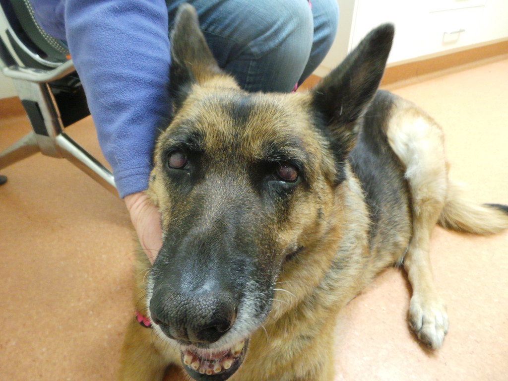 Pannus German Shepherd Causes Symptoms And Treatment Pannus German Shepherd Causes Symptoms And Treatment