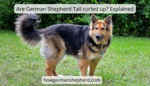 Are German Shepherd Tail Curled Up? 5 Common Causes