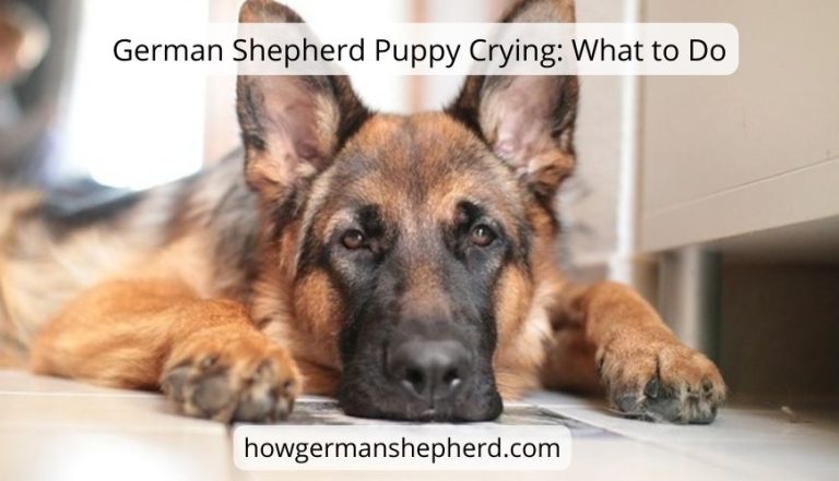 German Shepherd Puppy Crying: What To Do And How To Help