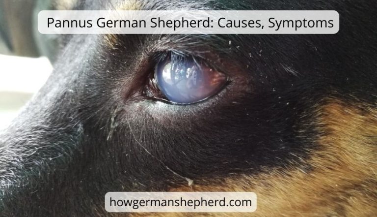 Pannus German Shepherd : Causes, Symptoms, And Treatment