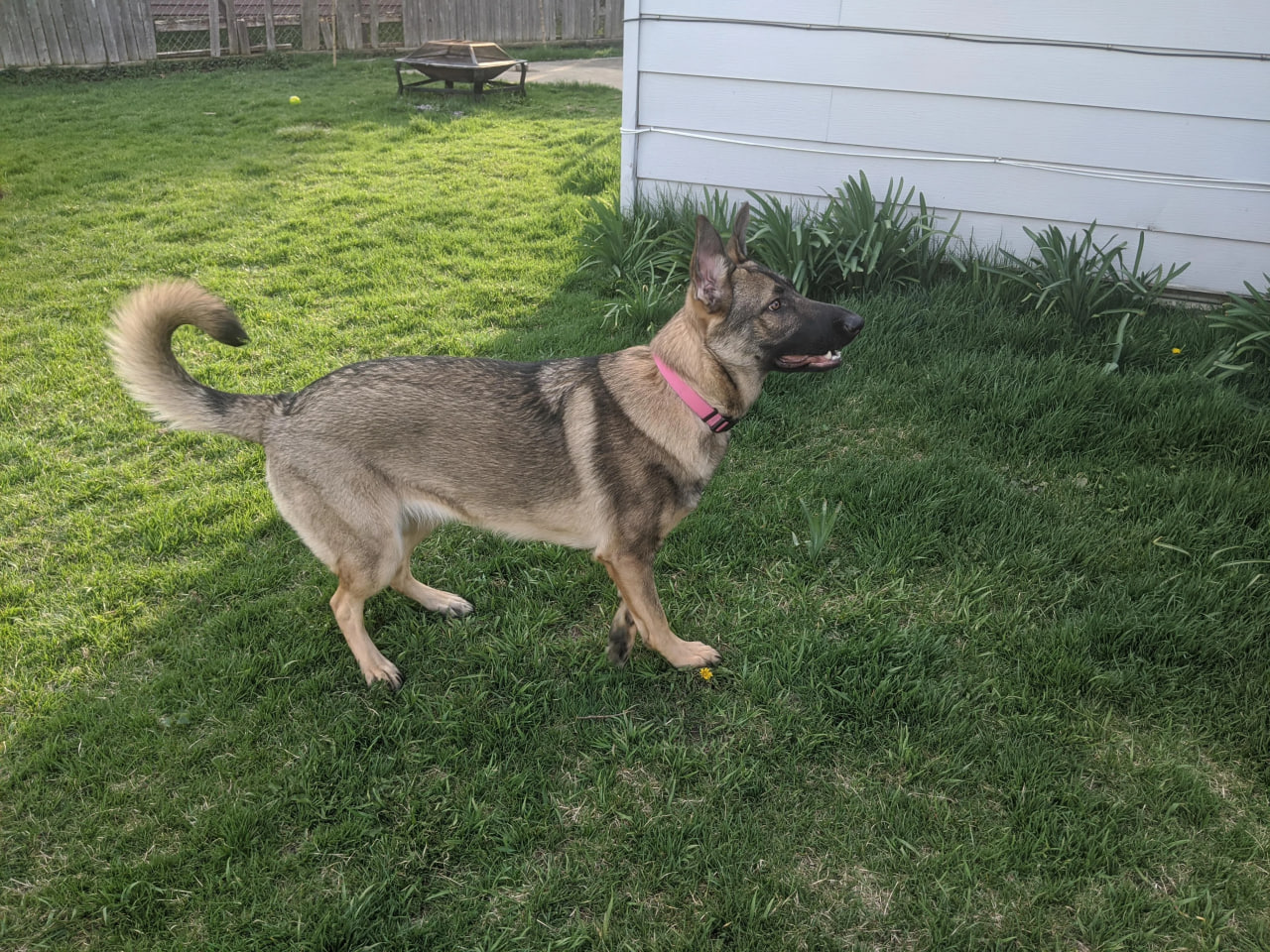 Are German Shepherd Tail Curled Up? 5 Common Causes