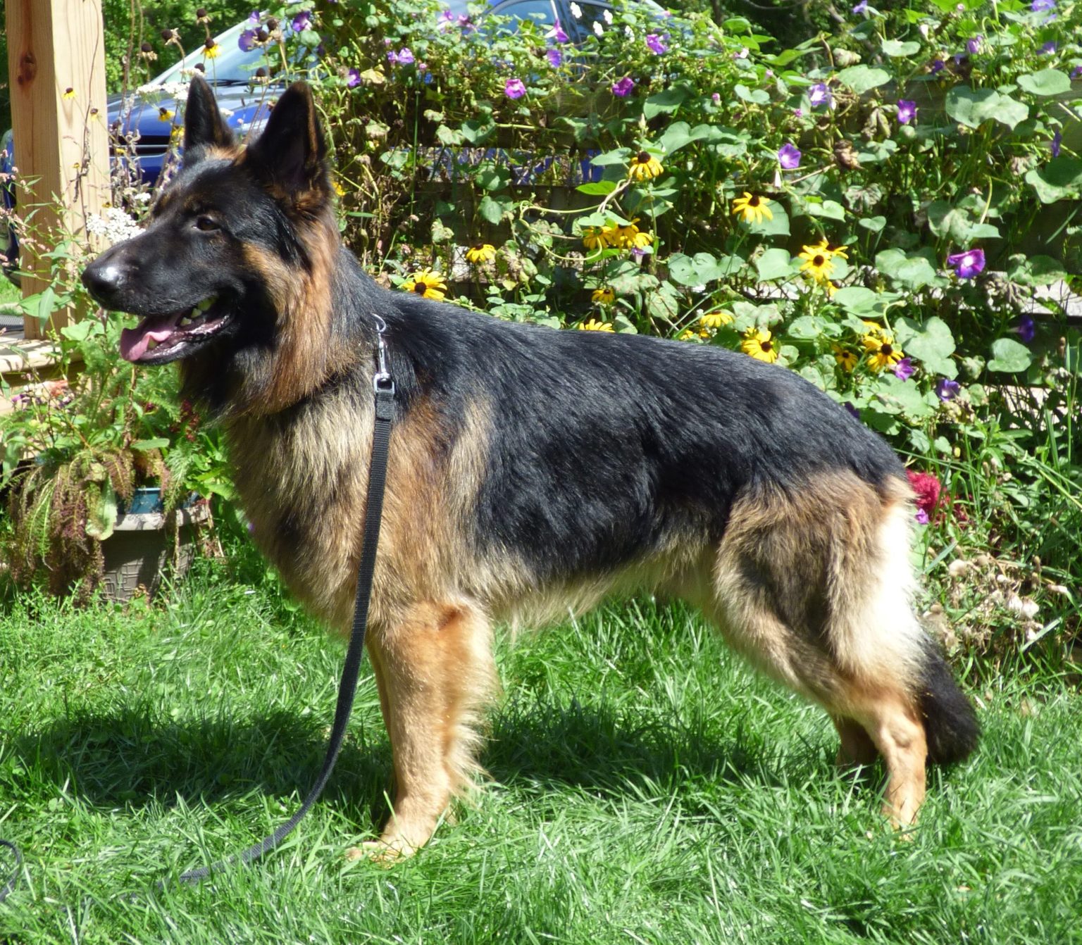 Straight Back German Shepherd: Difference Between Back’s