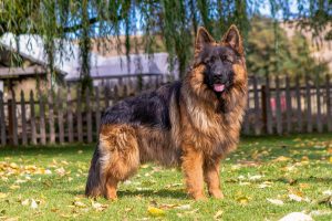 Straight Back German Shepherd: Difference Between Back’s