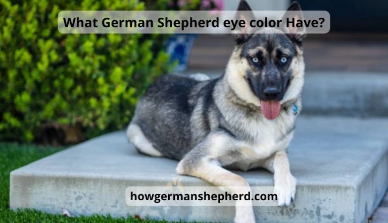 What German Shepherd Eye Color Have? How Eyes Tell Story