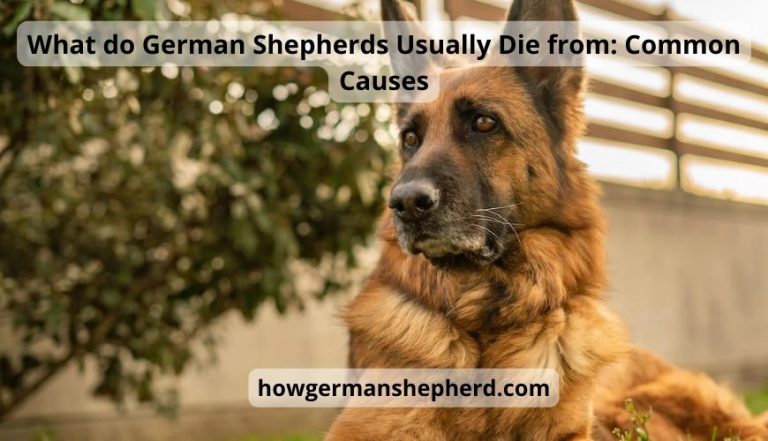 What Do German Shepherds Usually Die From: Causes Common
