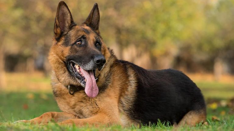 What Do German Shepherds Usually Die From: Causes Common