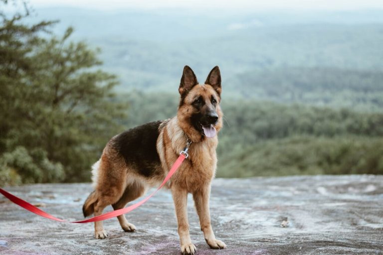 German Shepherd Growth Chart: Tracking Your Puppy's Growth