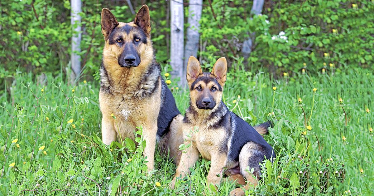 German Shepherd Growth Chart: Tracking Your Puppy's Growth