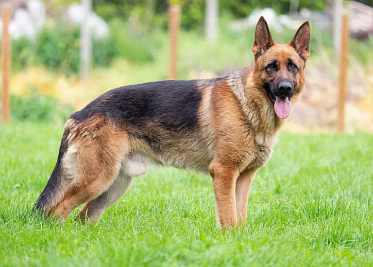 German Shepherd Growth Chart: Tracking Your Puppy's Growth