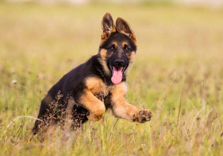 German Shepherd Growth Chart: Tracking Your Puppy's Growth