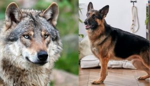 Wolf Size Vs German Shepherd: 12 Key Differences