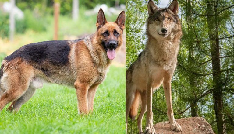 Wolf Size Vs German Shepherd: 12 Key Differences