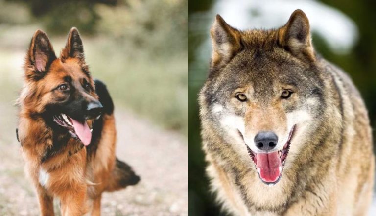 Wolf Size Vs German Shepherd: 12 Key Differences